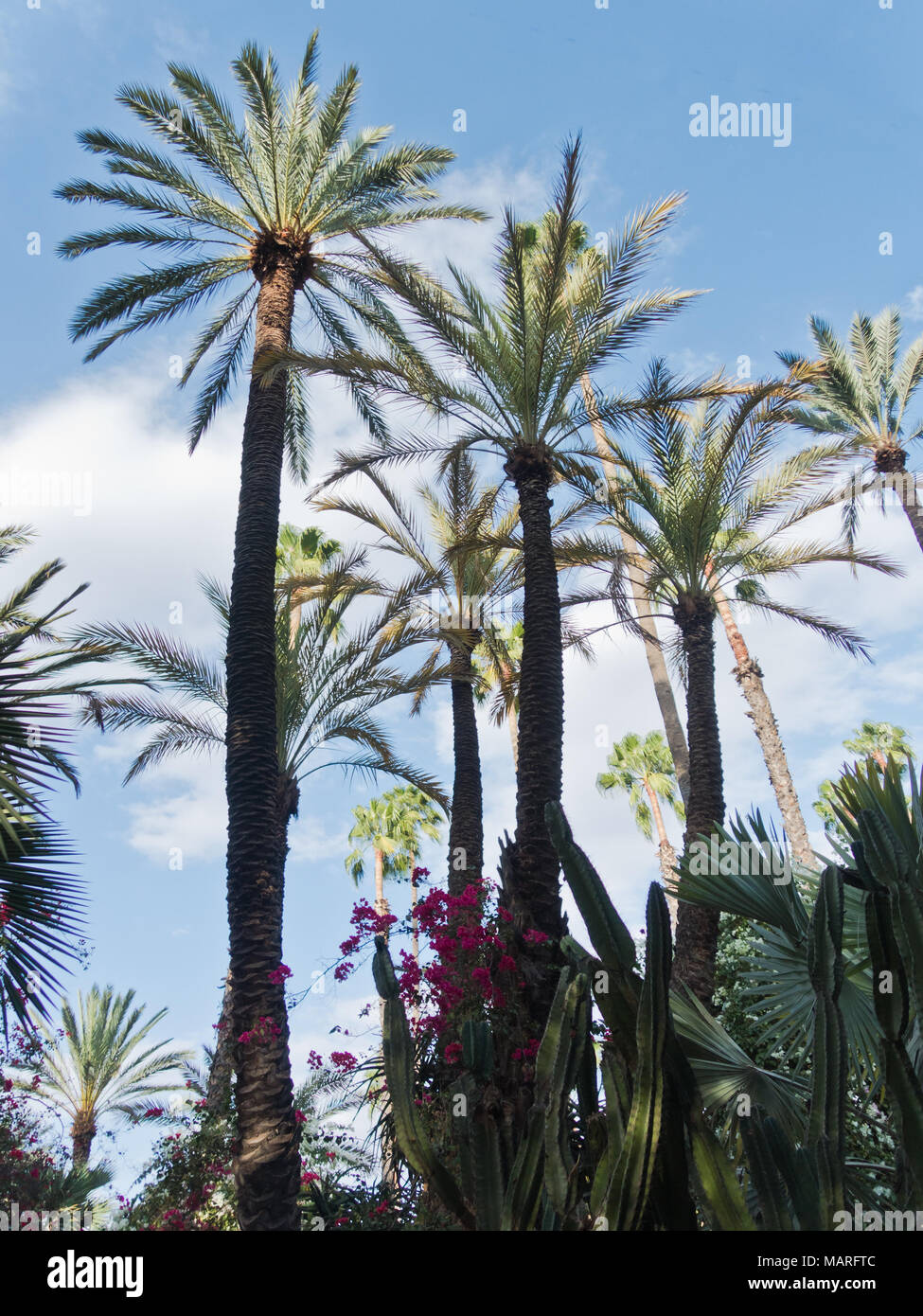 Yves saint laurent garden marrakech hi-res stock photography and images ...