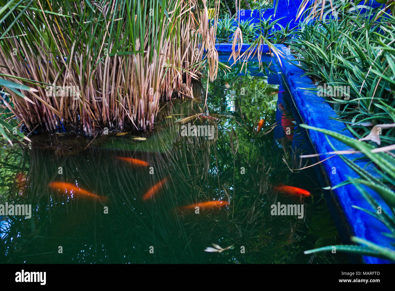 Fish pond with gold fishes in shadow of Majorelle garden in Marrakech ...