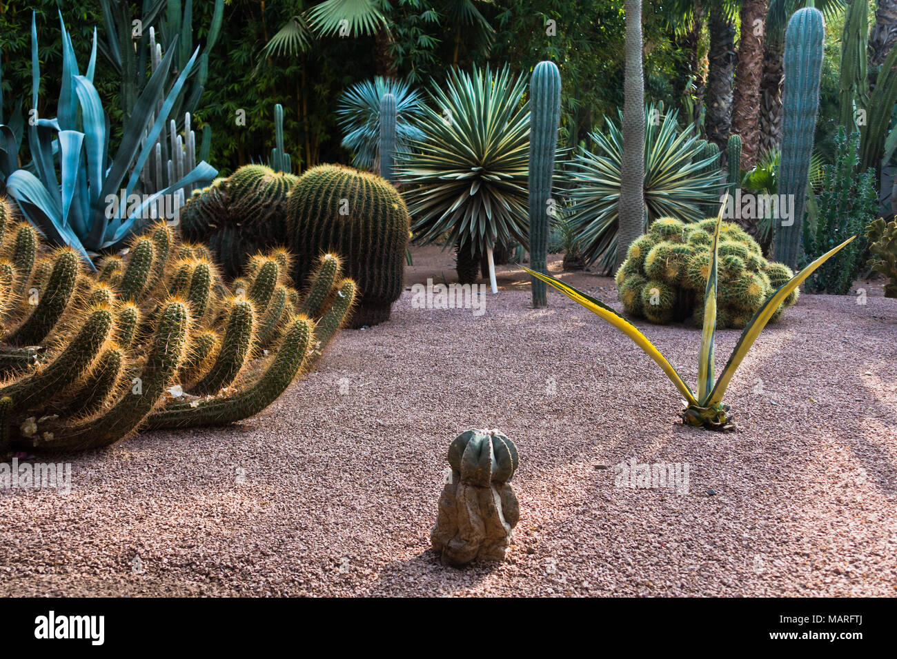 Backlit cactus plants at sunset, Majorelle garden in Marrakech, Morocco ...