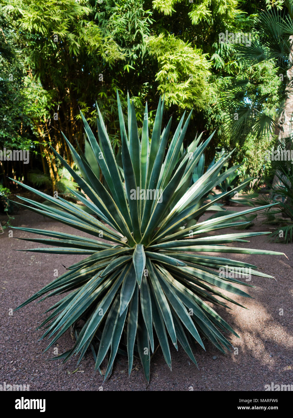 Variety of plants and trees at Majorelle garden in Marrakech, Morocco ...