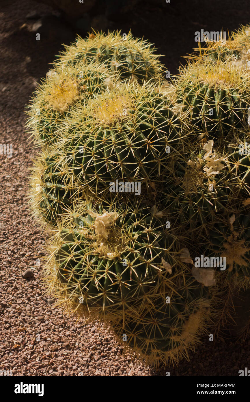 Backlit cactus plants at sunset, Majorelle garden in Marrakech, Morocco ...