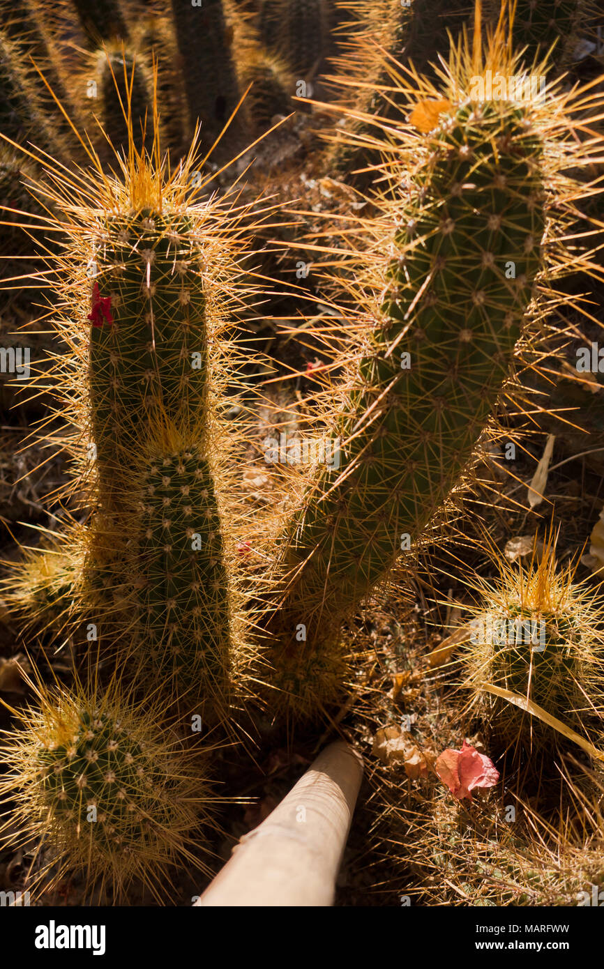 Backlit cactus plants at sunset, Majorelle garden in Marrakech, Morocco ...