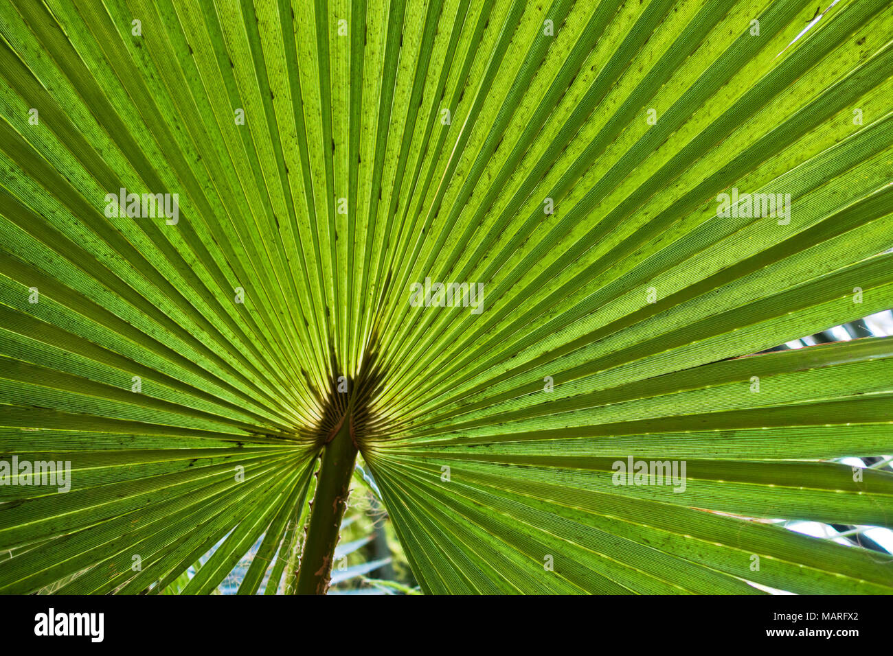 Detail of a big leaf from a palm tree at Majorelle garden in Marrakech ...