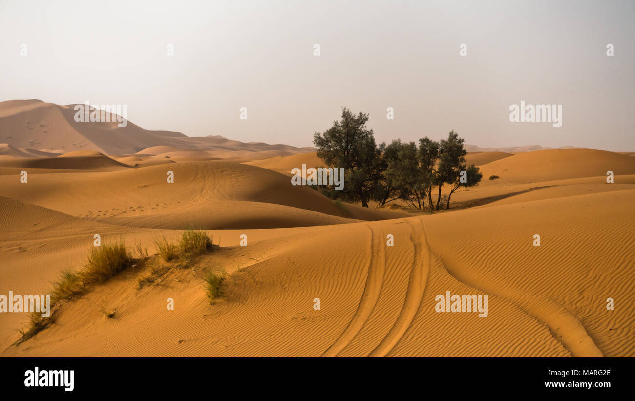 Sand dunes in Erg Chebbi at morning, Sahara desert, Morocco Stock Photo ...