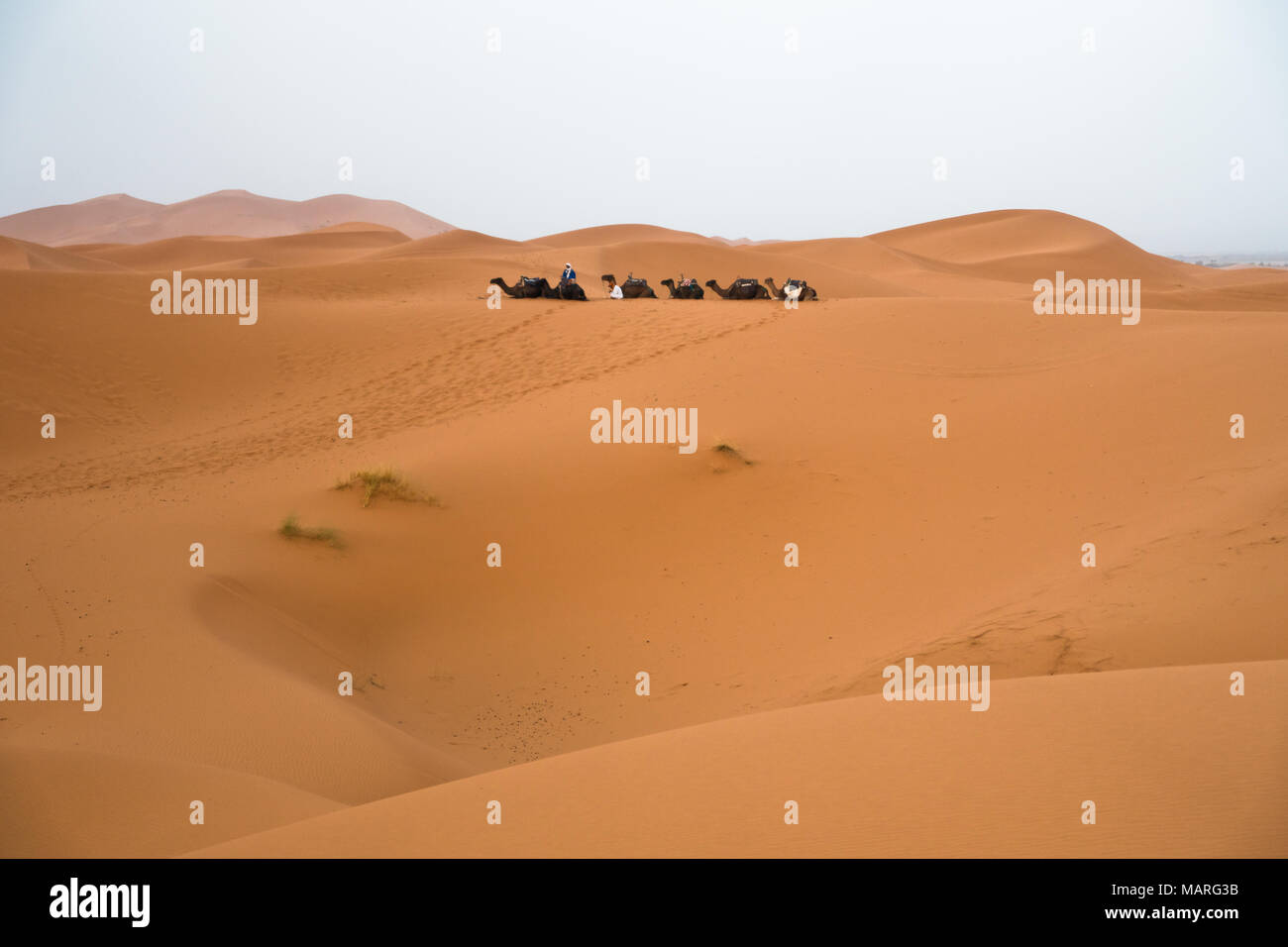 Berber camel caravan in Erg Cheggi before sunrise, Sahara desert ...