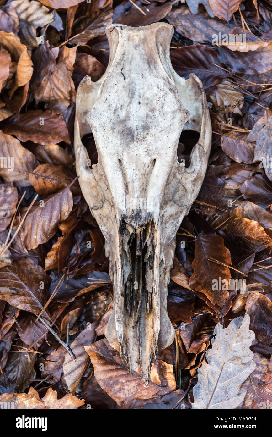 Fawn skull hi-res stock photography and images - Alamy