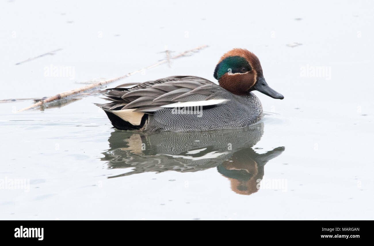 Teal duck hi-res stock photography and images - Alamy