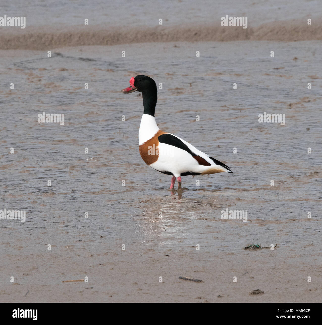 White duck mud hi-res stock photography and images - Alamy