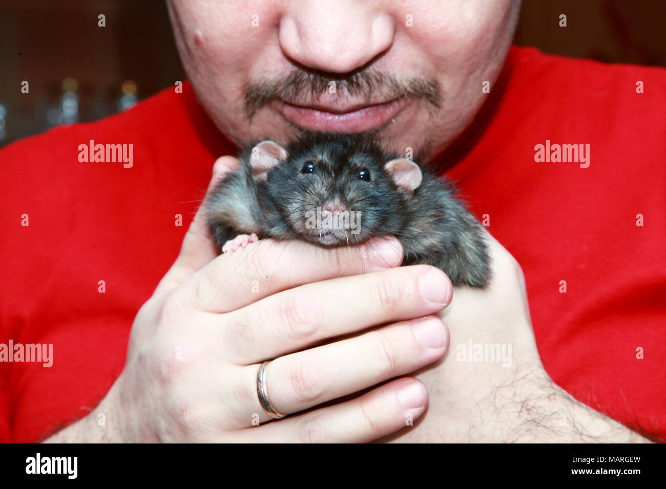 Large rodents hi-res stock photography and images - Alamy