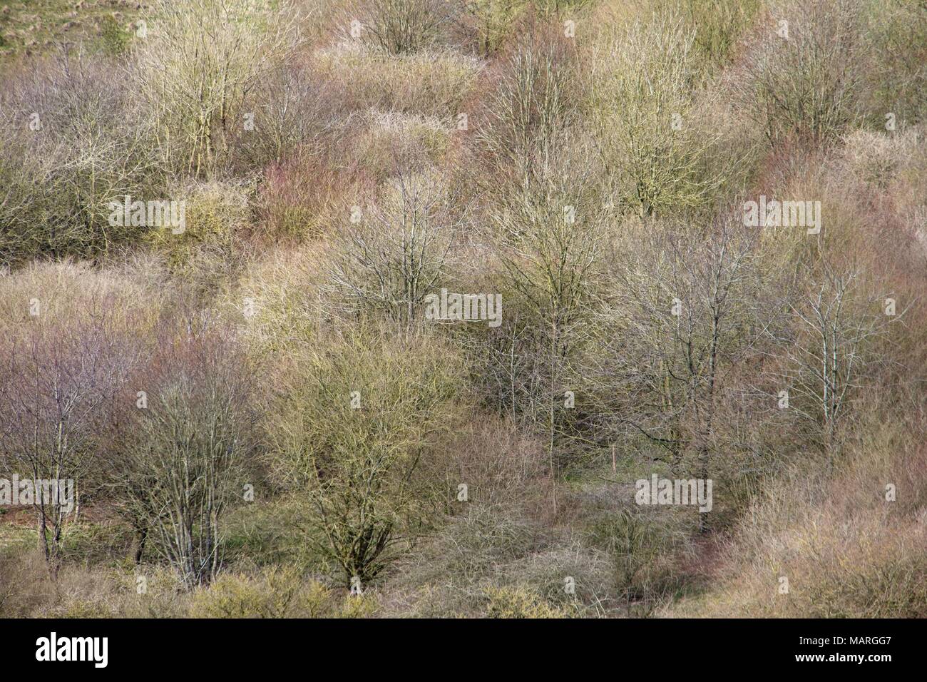 A view of a young wood in early spring with the trees just starting to ...