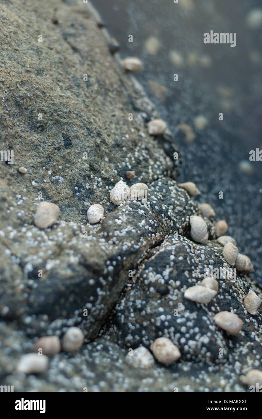 White seashells on a gray stone near the water Stock Photo - Alamy