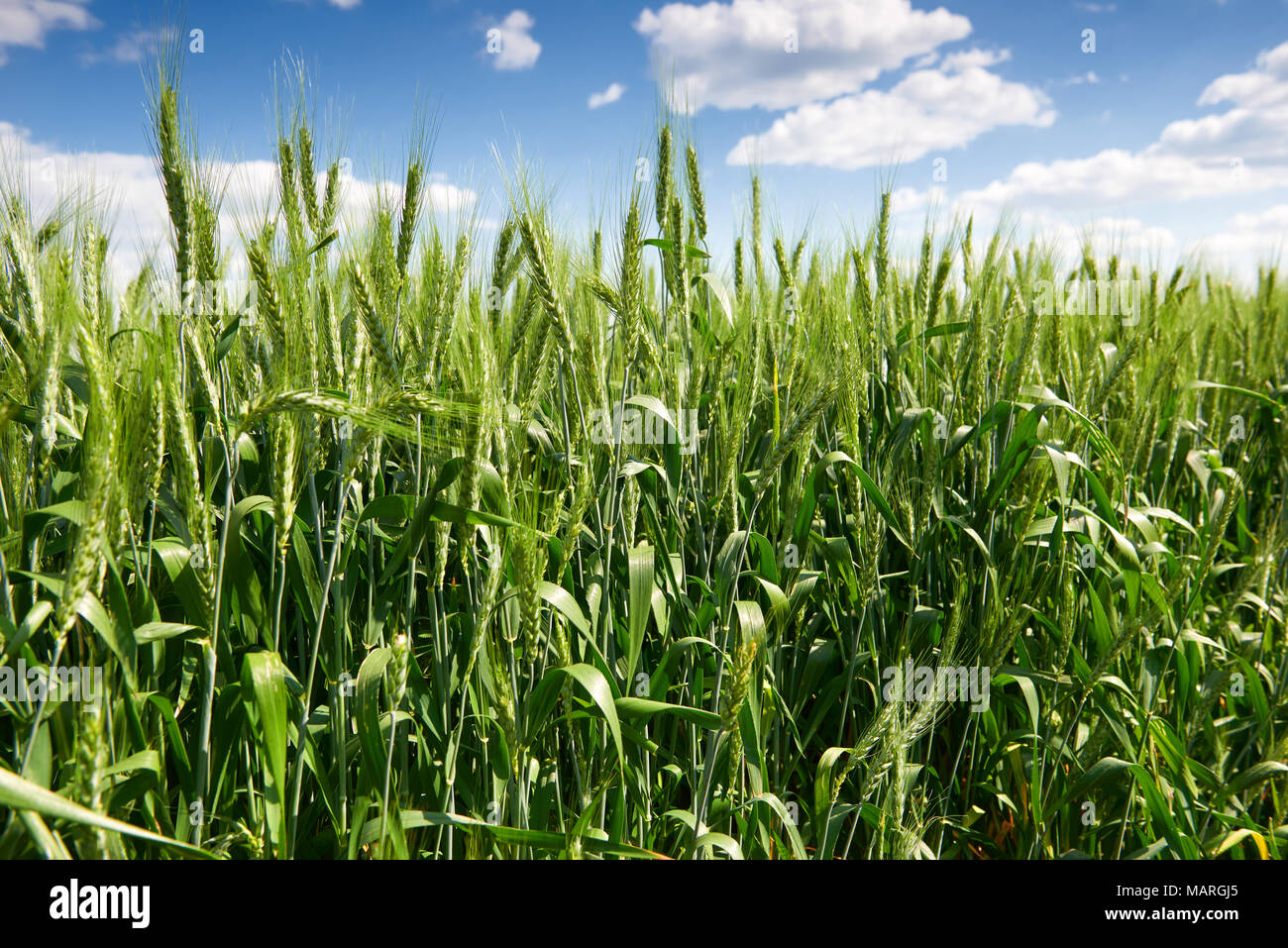 wheat field in spring, beautiful landscape, green grass and blue sky ...