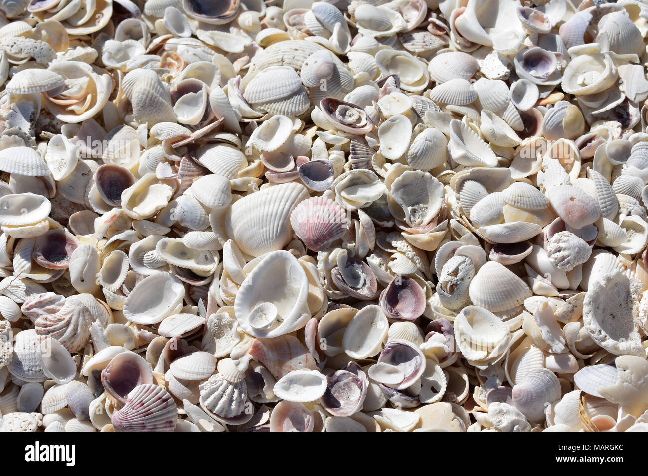 Sanibel island florida and shells hi-res stock photography and images ...