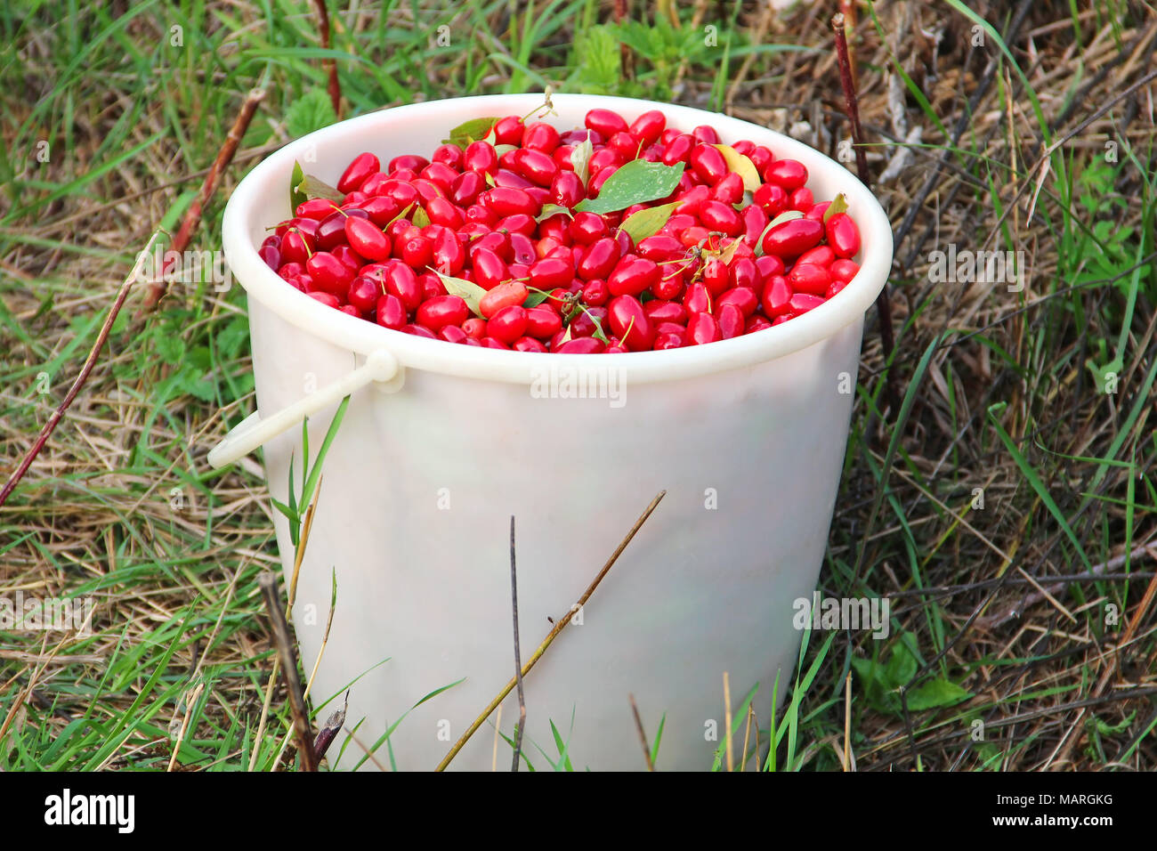 Cornelian cherry bucket hi-res stock photography and images - Alamy