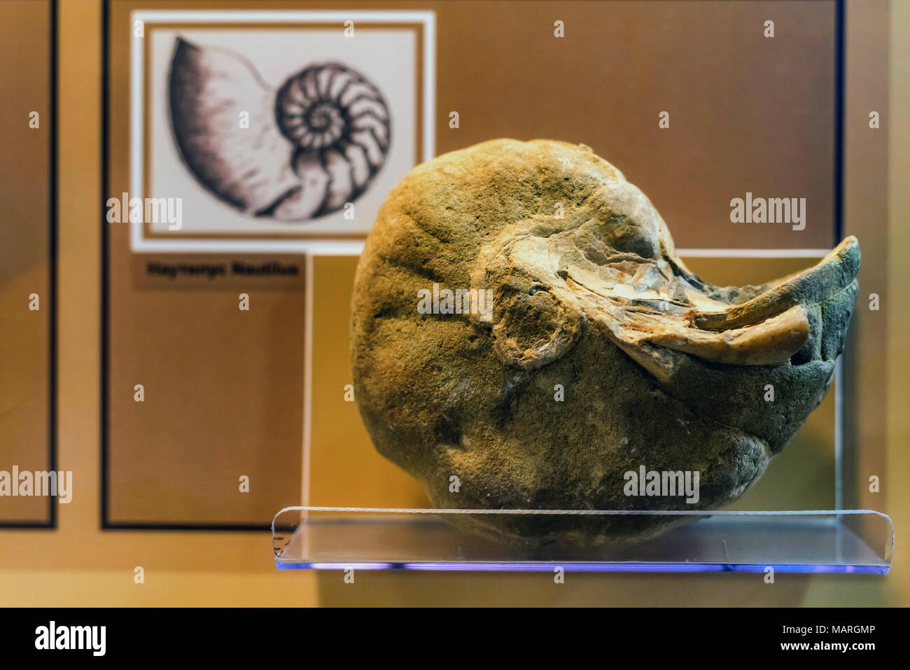 Ammonite shell exposed ni museum Stock Photo - Alamy