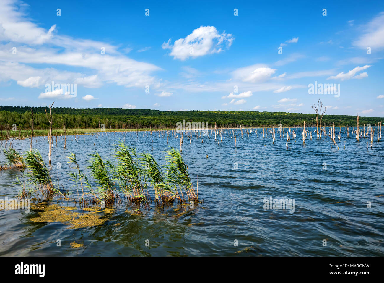 Small dry trees growing in lake summer landscape Stock Photo - Alamy