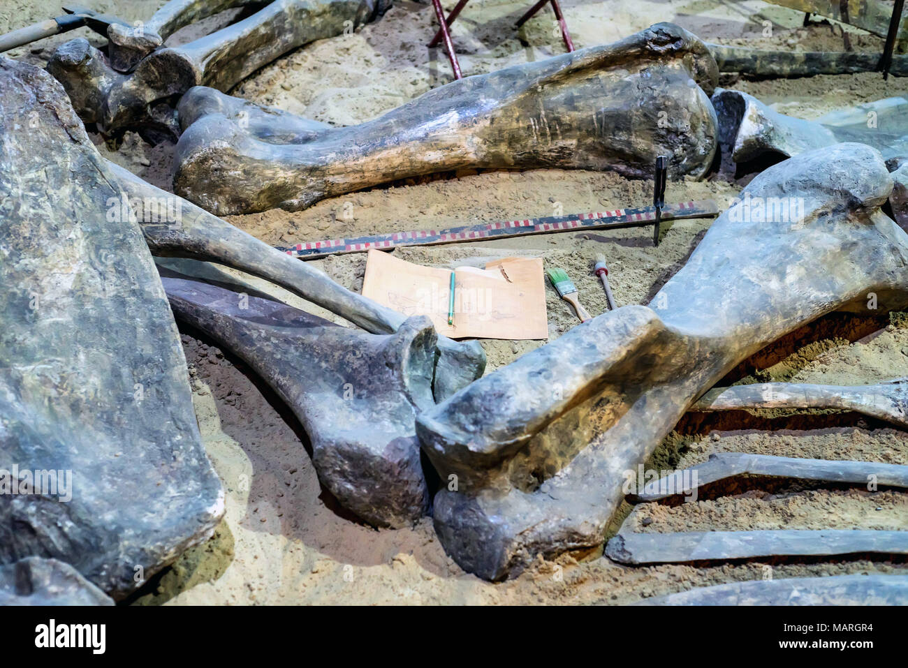 Archaeological dinosaur history skull hi-res stock photography and ...