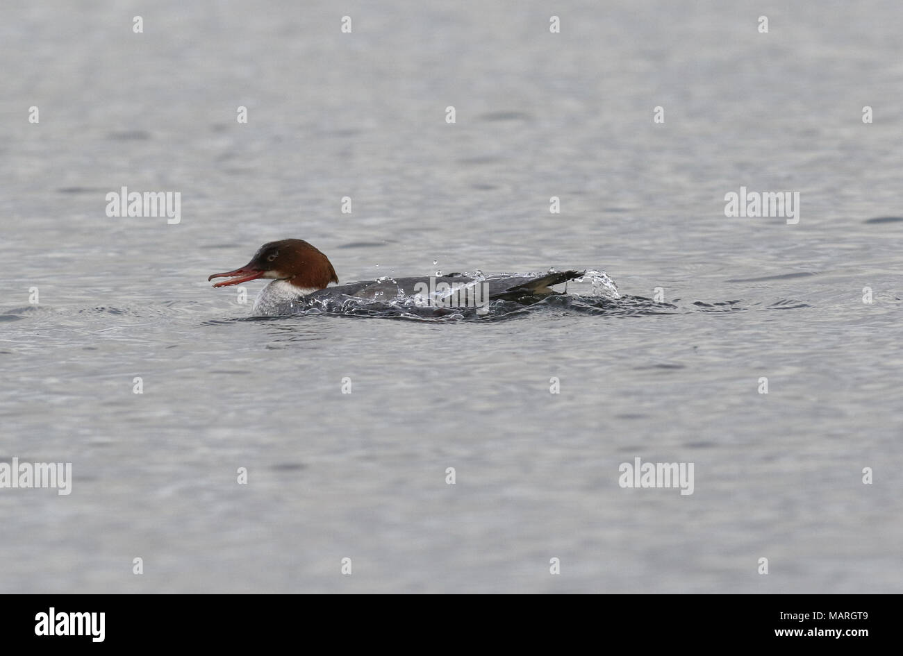 Female goosander hi-res stock photography and images - Alamy