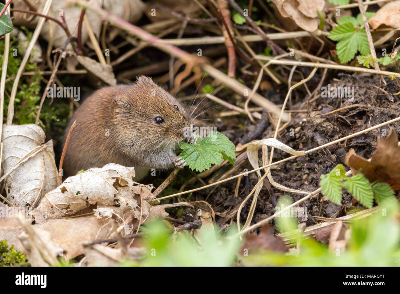 Digs a system of burrows hi-res stock photography and images - Alamy