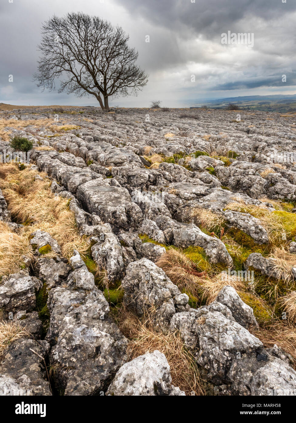 Lone tree malham yorkshire dales hi-res stock photography and images ...