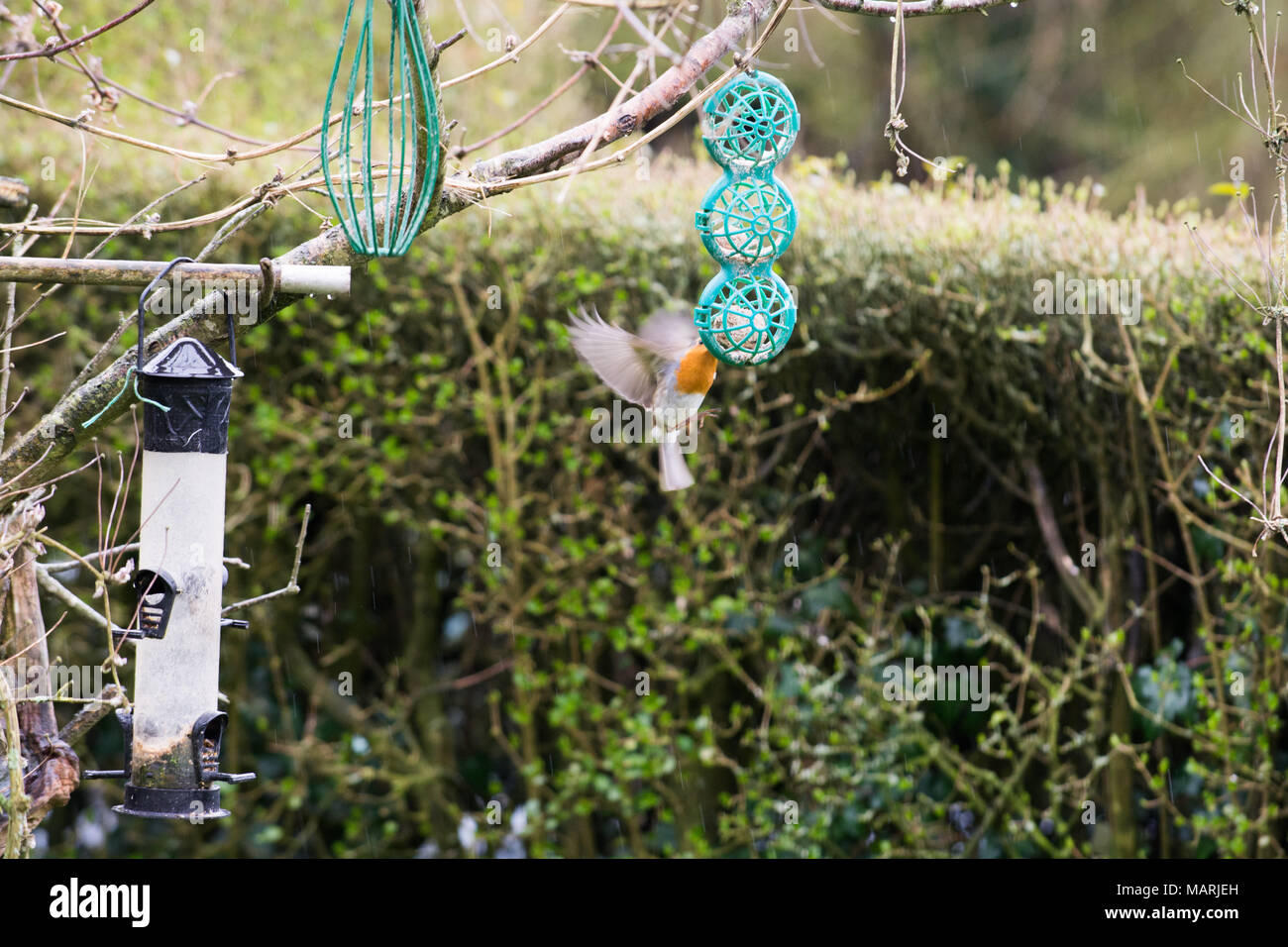 Robin feeding from bird feeder hi-res stock photography and images - Alamy