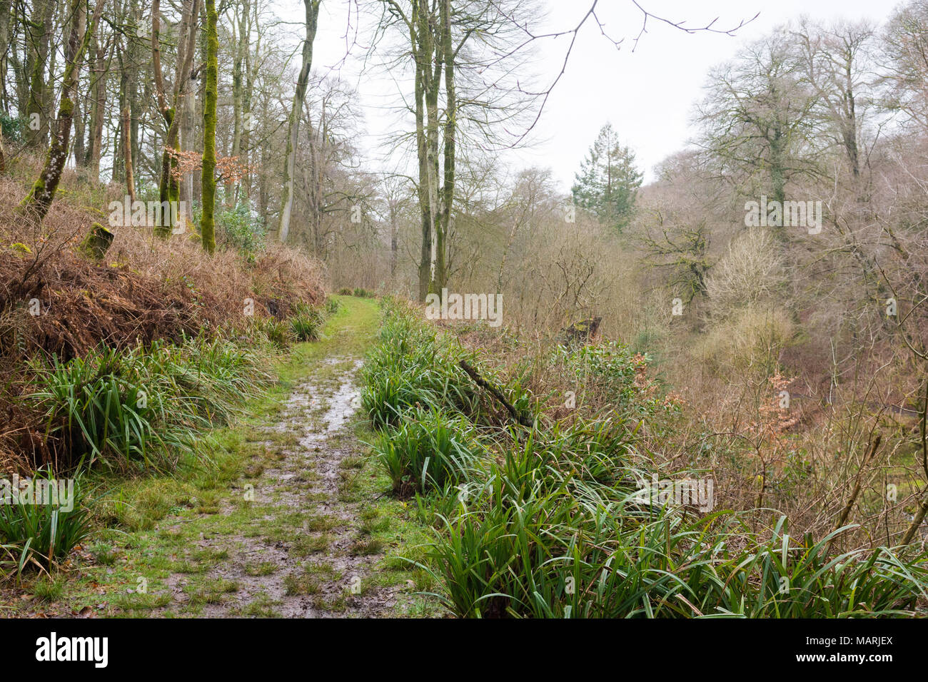 Wild overgrown mudy path trough the forest Stock Photo - Alamy