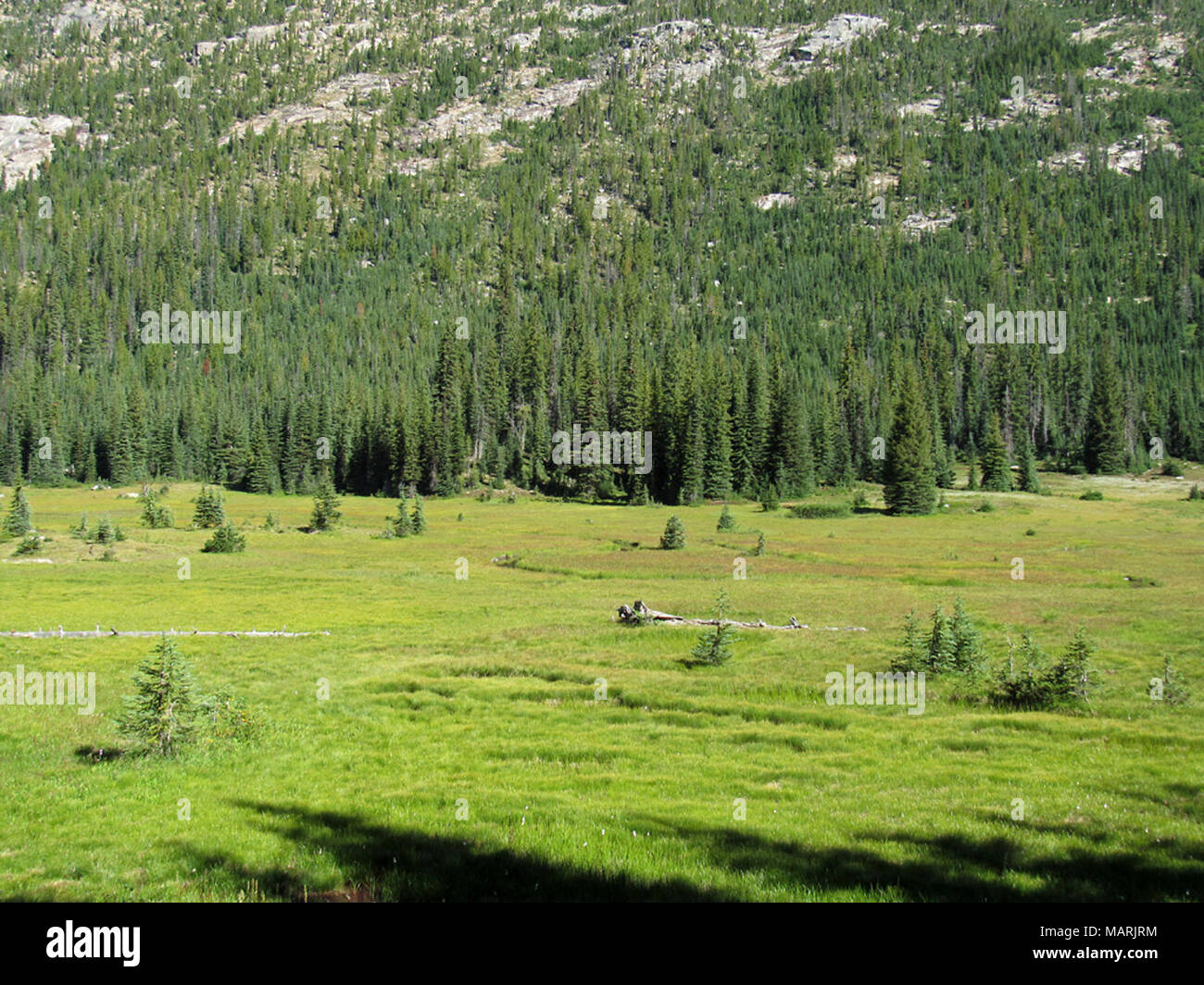 Meadow at North Cascades NP in WA Stock Photo - Alamy