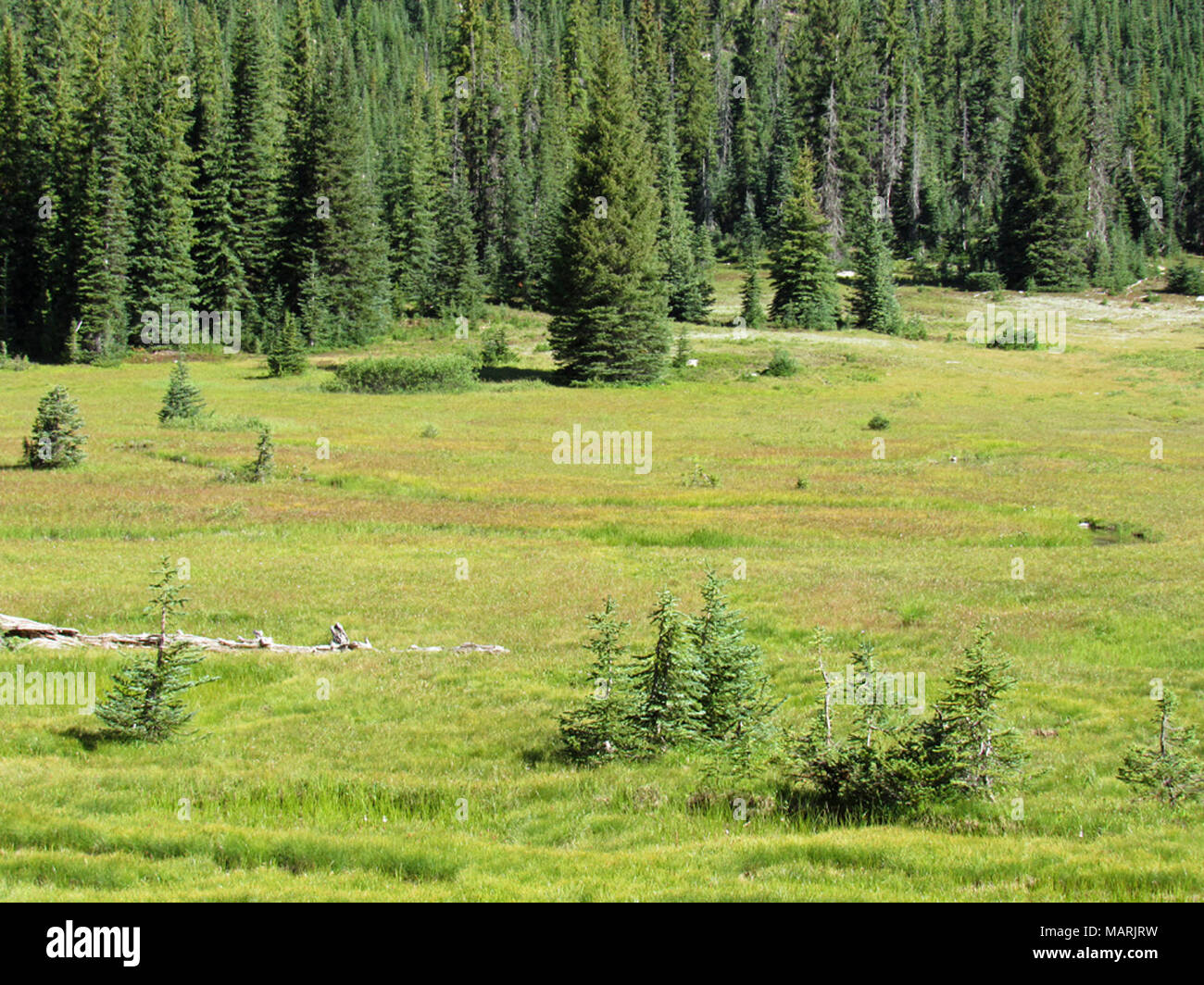 Park meadow archive hi-res stock photography and images - Alamy