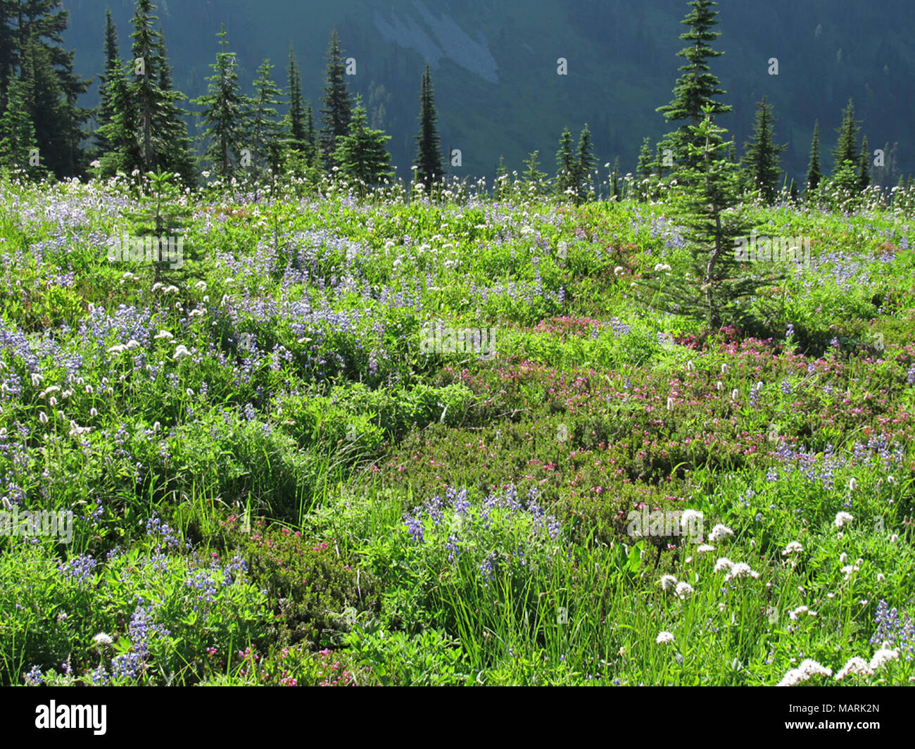 Wildflowers on Skyline Trail at Mt Rainier NP in WA Stock Photo - Alamy