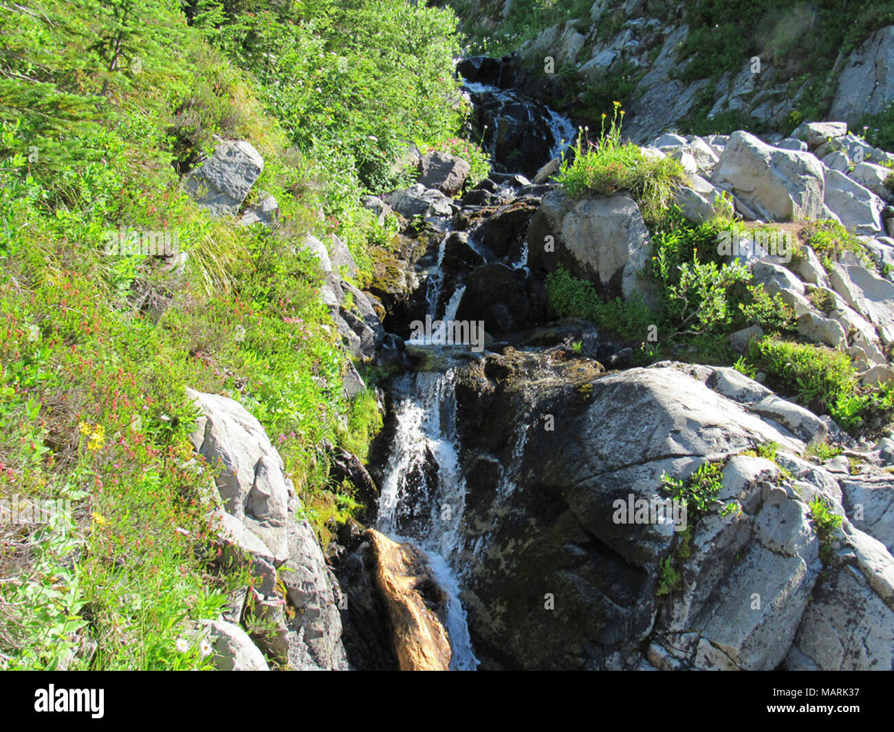 Waterfall at Skyline Trail at Mt Rainier NP in WA Stock Photo - Alamy