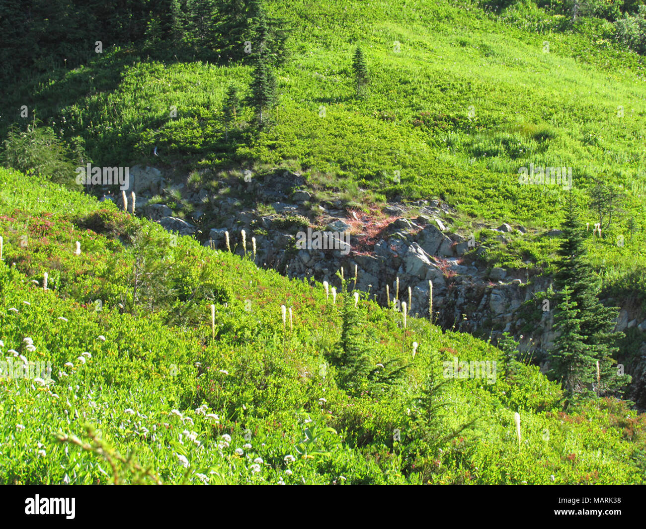 Paradise Skyline Trail at Mt Rainier NP in WA Stock Photo - Alamy