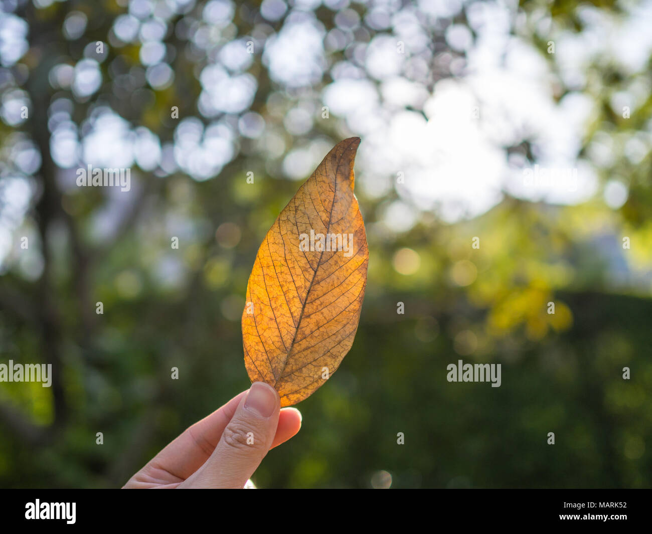 Leaf on hand hi-res stock photography and images - Alamy