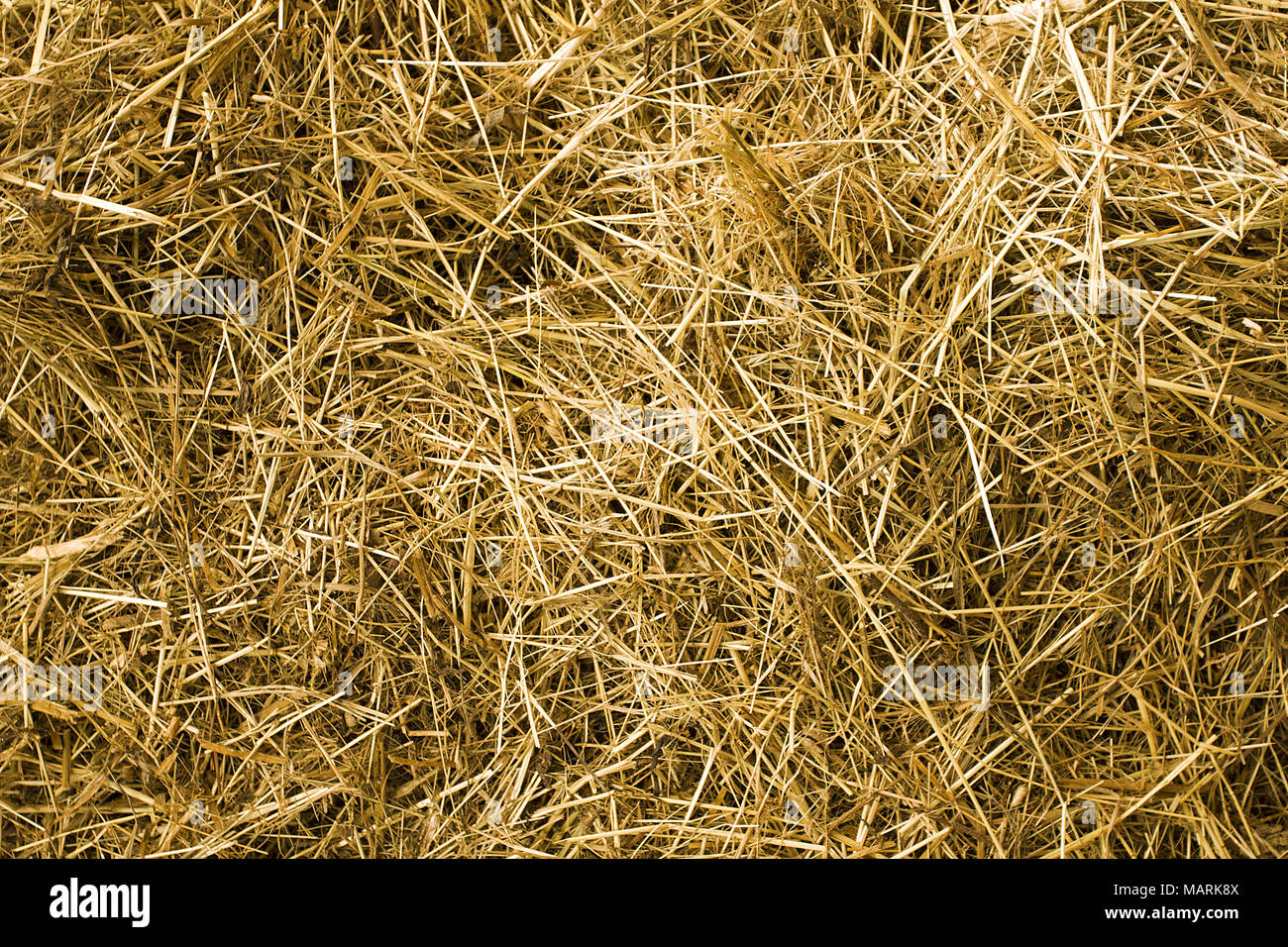 Yellow hay texture with golden reflection, farm theme Stock Photo - Alamy