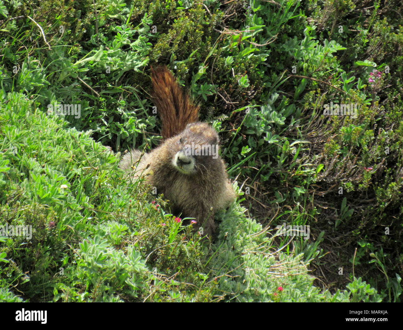 Marmot on Skyline Trail at Mt Rainier NP in WA Stock Photo - Alamy