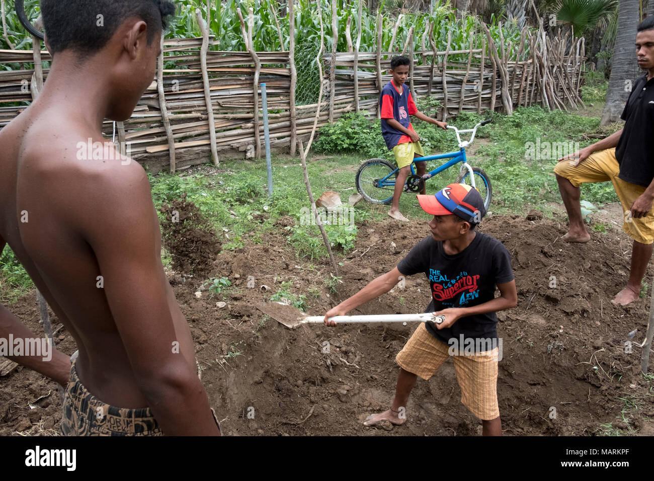 Villagers dig the land in Kasait, Liquica, Timor-Leste. Because of a ...