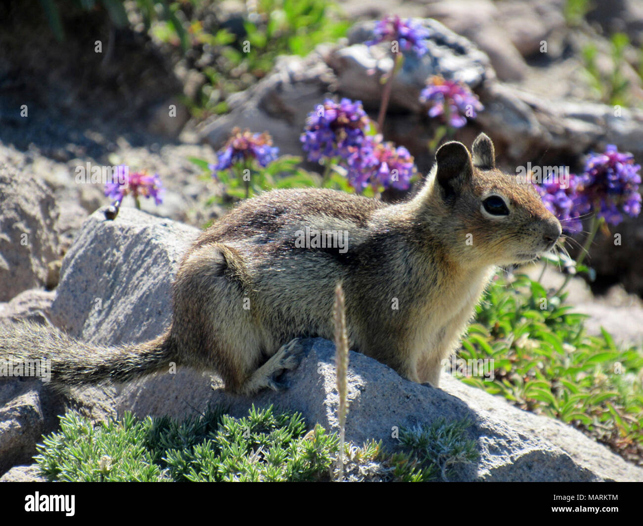 Ground Squirrel at Mt Rainier NP in WA Stock Photo - Alamy