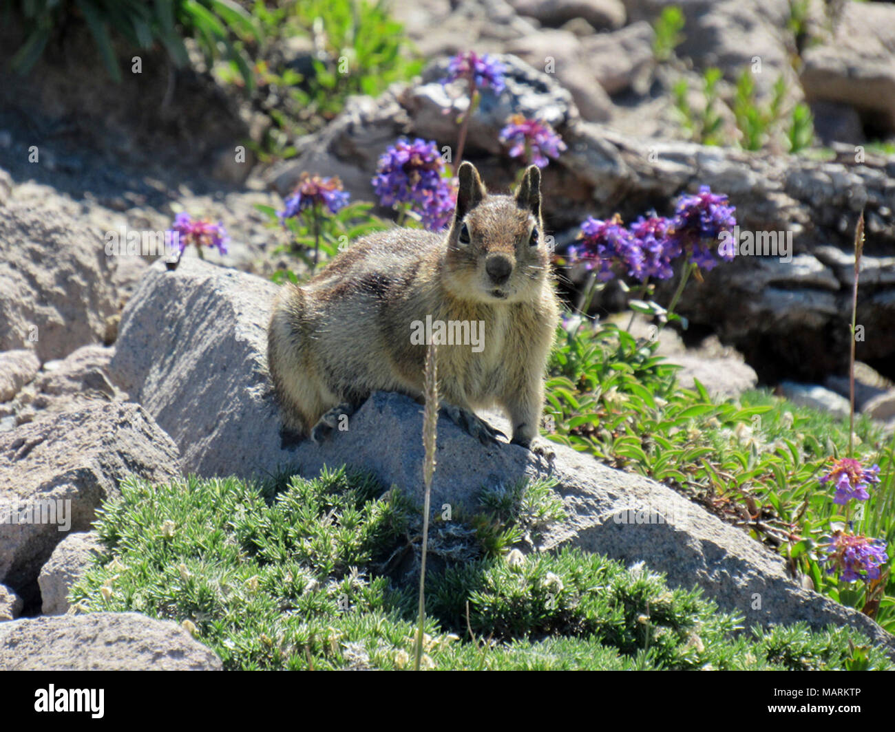 Ground Squirrel at Mt Rainier NP in WA Stock Photo - Alamy