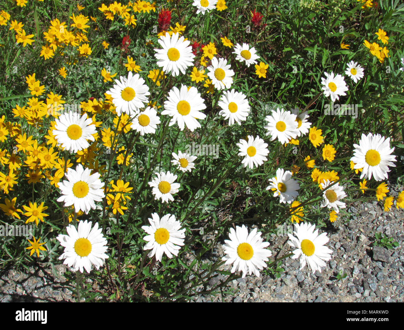Wildflowers at Mt Rainier NP in WA Stock Photo - Alamy