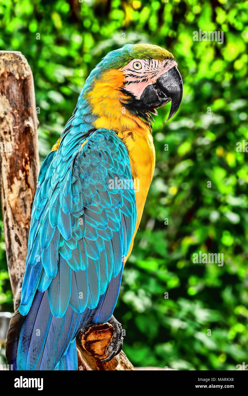 Pretty Macaw bird on a tree branch Stock Photo - Alamy