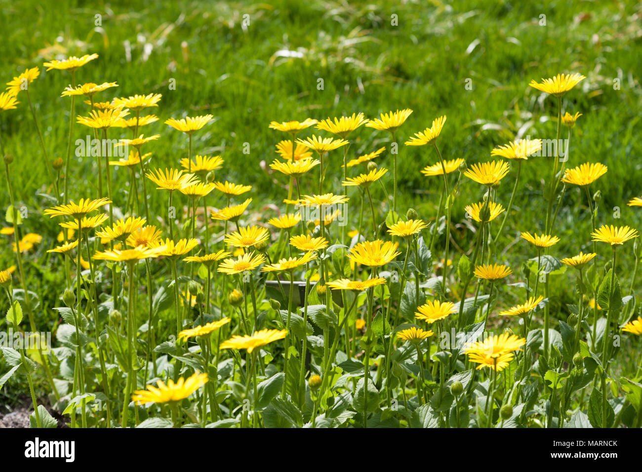 Doronicum orientale leopards bane hi-res stock photography and images ...