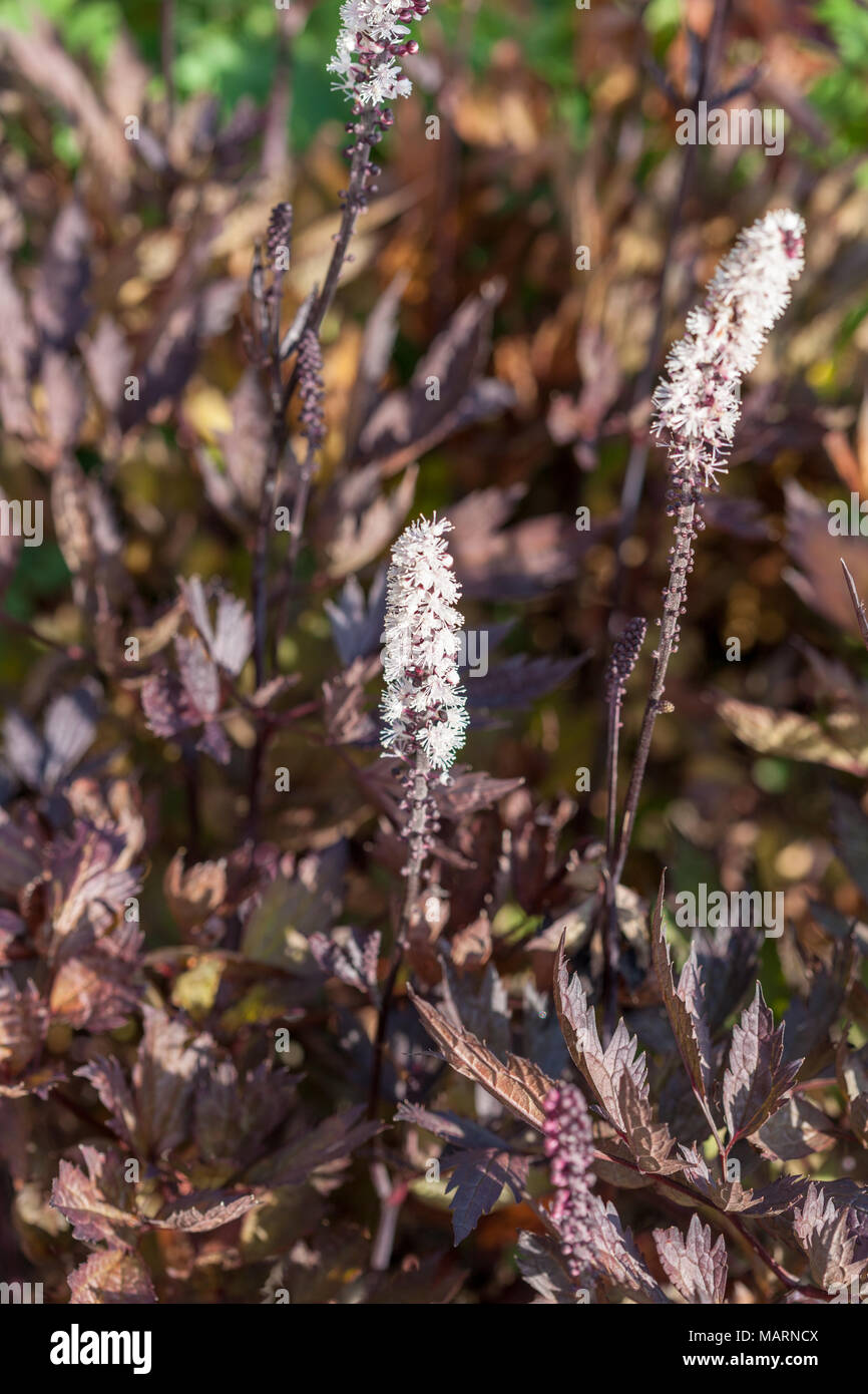 Bugbane hi-res stock photography and images - Alamy
