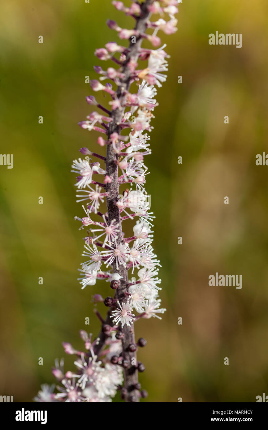 Bugbane hi-res stock photography and images - Alamy