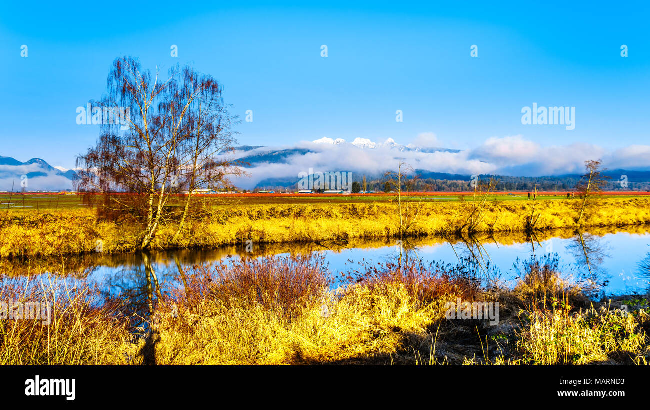 Reflections of the smooth surface of Alouette River in the Pitt Polder ...