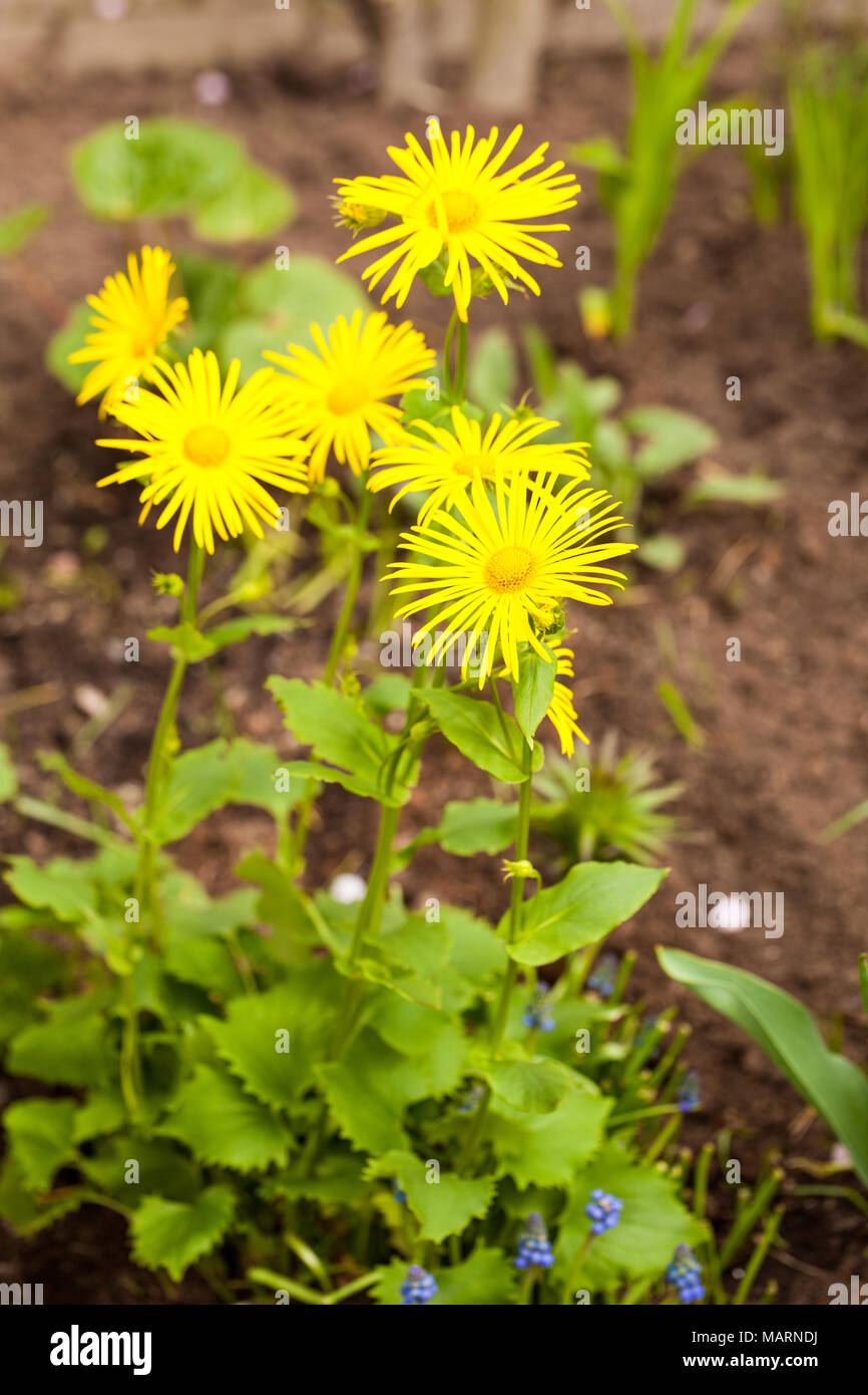 Doronicum orientale leopards bane hi-res stock photography and images ...