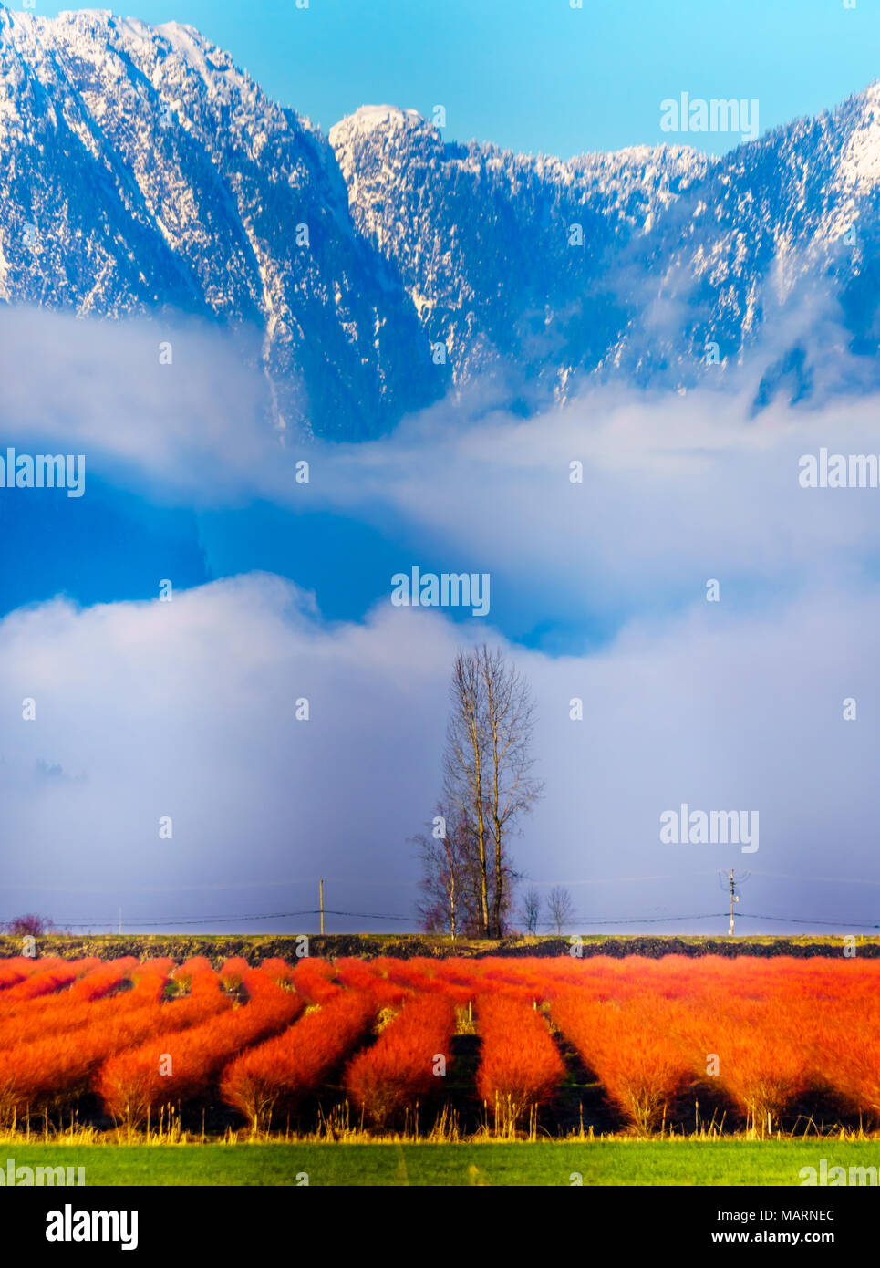 Blueberry fields hi-res stock photography and images - Alamy