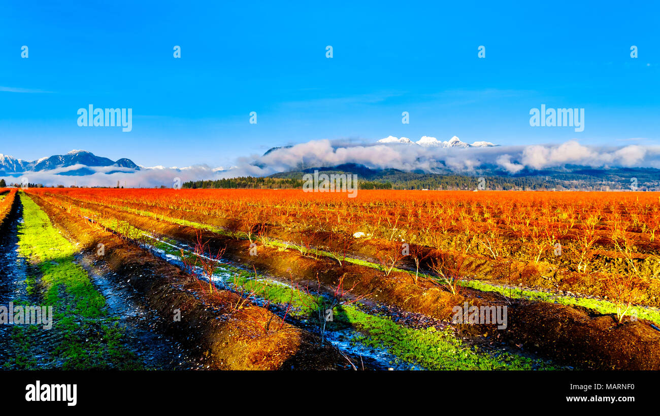 Blueberry fields hi-res stock photography and images - Alamy