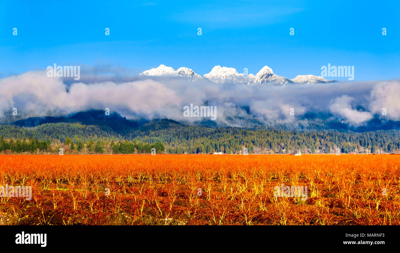 Blueberry fields hi-res stock photography and images - Alamy