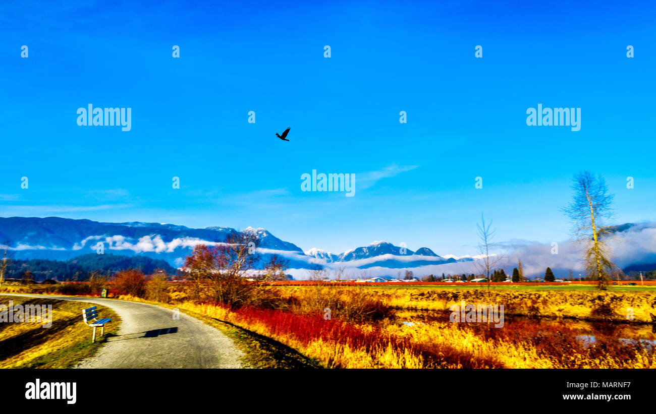 Raven canada winter not crow hi-res stock photography and images - Alamy