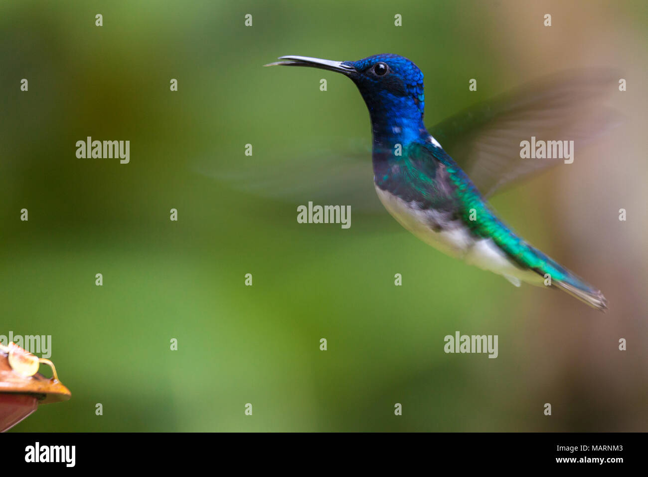 Hummingbird flapping its wings at high speed approaches to feed on a ...