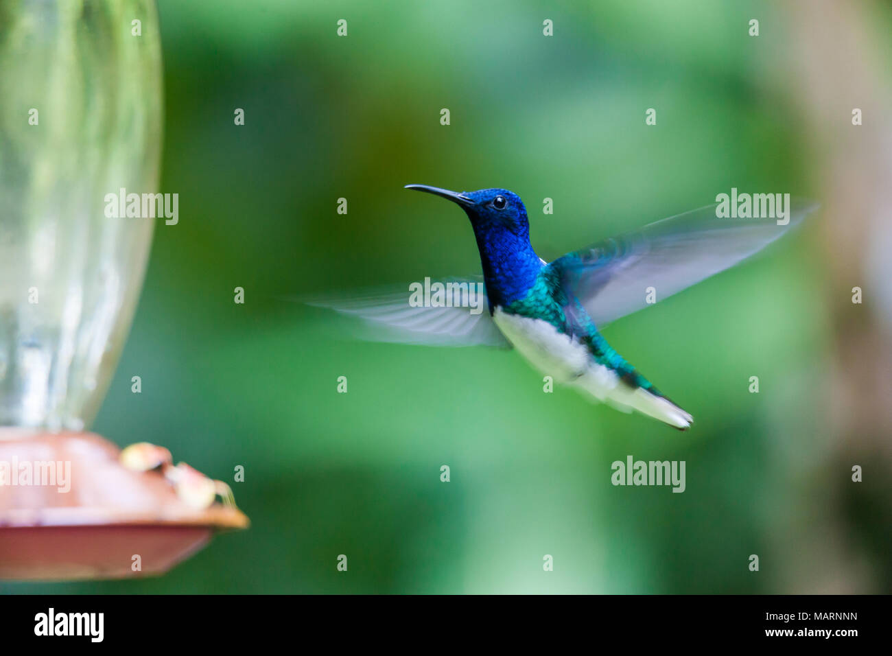 Hummingbird flapping its wings at high speed approaches to feed on a ...
